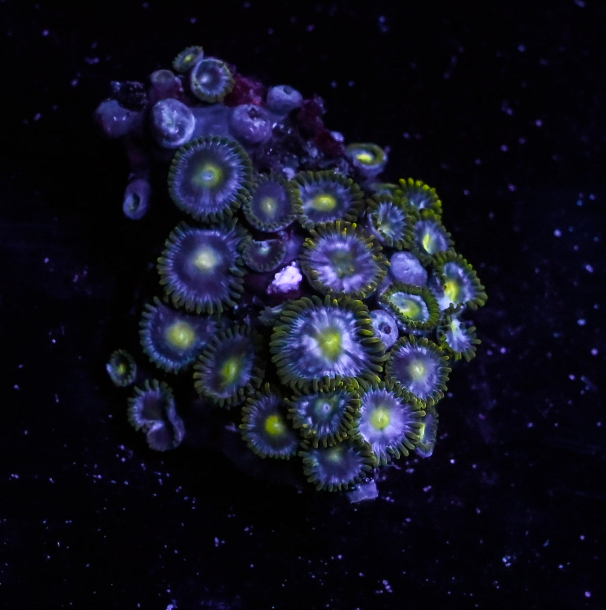 Steel Blue Zoa Mini Colony – Reef Shac Aquarium Store